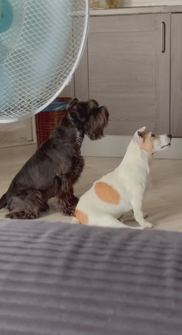 Маленькие собачки кушать просят