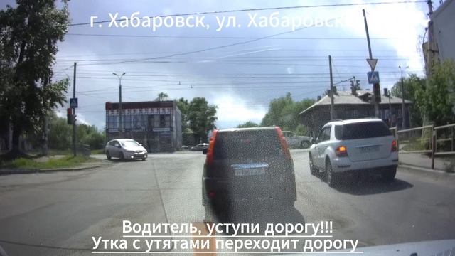 Уточка с утятами переходит дорогу