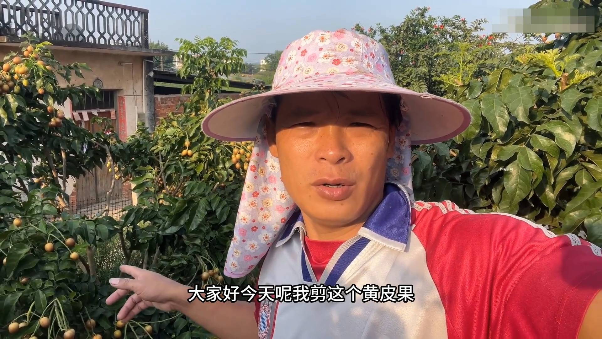 Сяо Хэ из Цяотоу - Последняя партия желтых фруктов собрана и отправлена на оптовую продажу в город