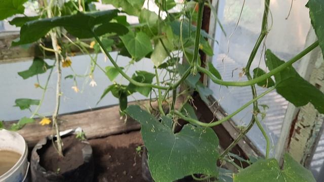 Урожай  в ТЕПЛИЦЕ