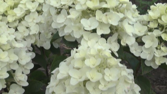Дачные советы приглашают  посмотреть обзор  четырехлетних гортензий