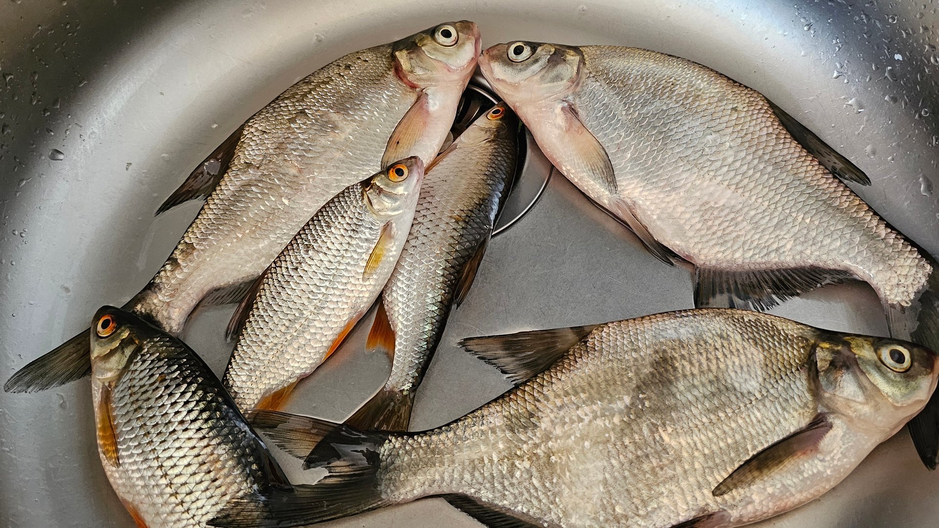 Херабуна. Сестрорецкий разлив 2