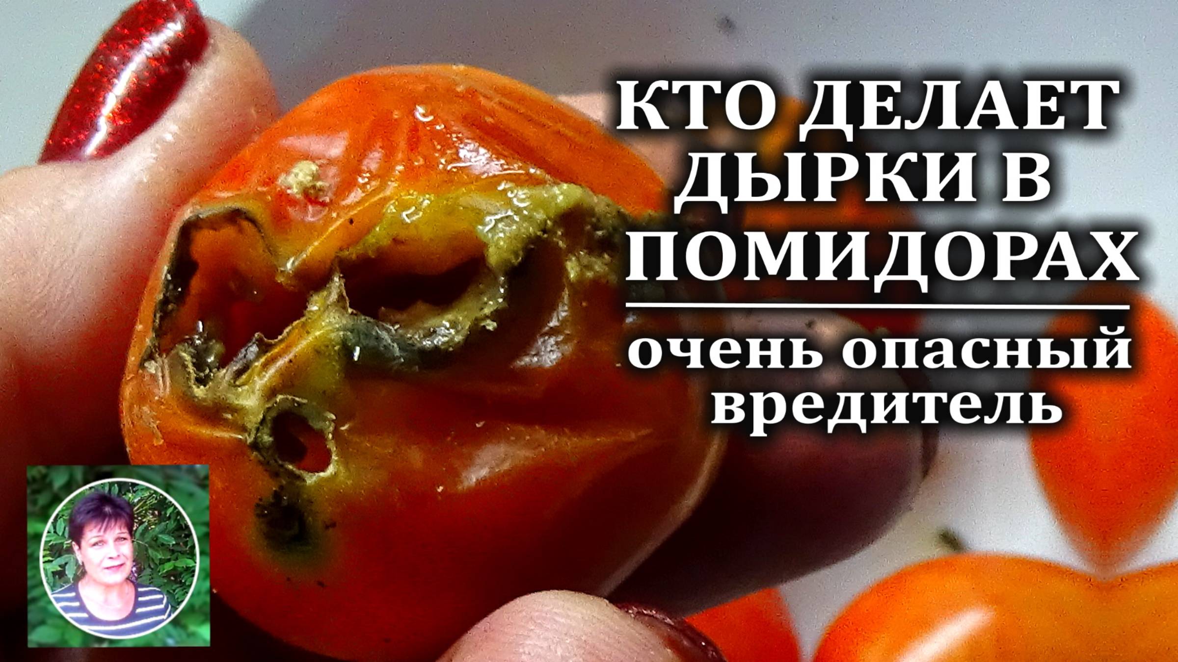 Опасный вредитель томатов Кто делает дырки в помидорах