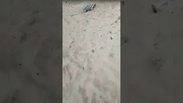 #349.2. 2025-08-04. Прогулки у моря в  Зелегноградске. Общение с кураторами на природе