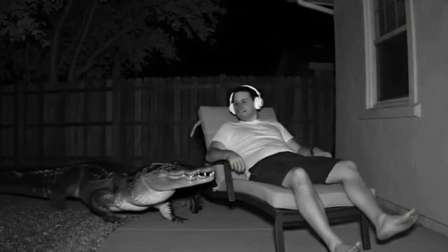 Крокодил получил психологический урон.