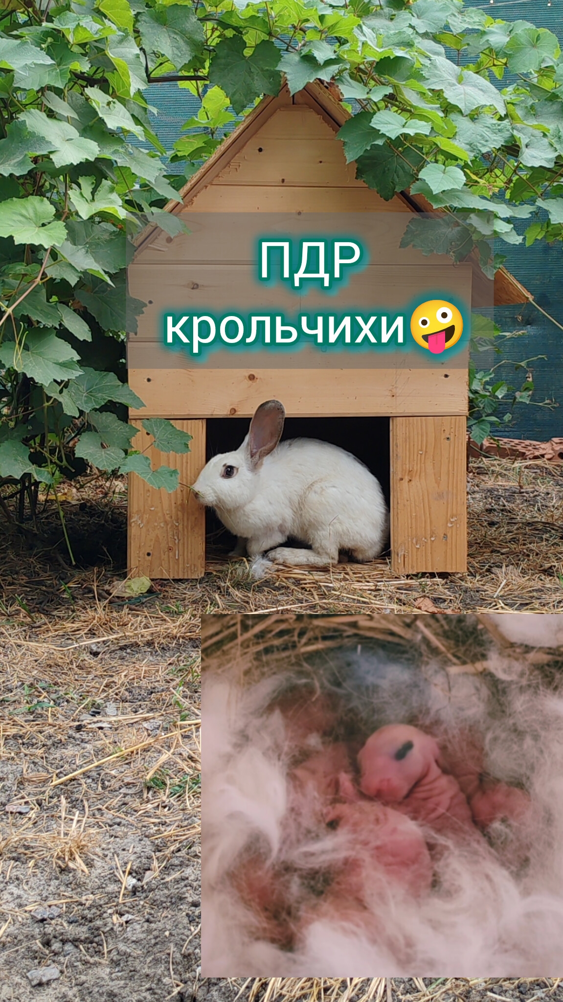 2 день.  разгадываю кто же все таки рожает?!Роды крольчихи, новорождённые крольчата.