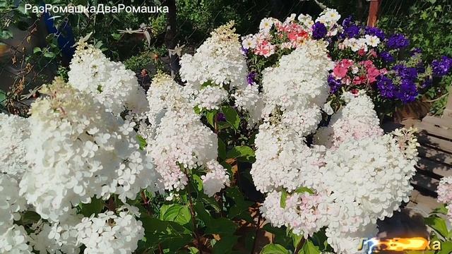 01.08.2025 уДача-дача. ЦВЕТУТ ЦВЕТЫ.
БАРХАТЦЫ,ЦИНИЯ,НОЯБРИНКИ,ГОРТЕНЗИЯ ,БАЗЕЛЛА.