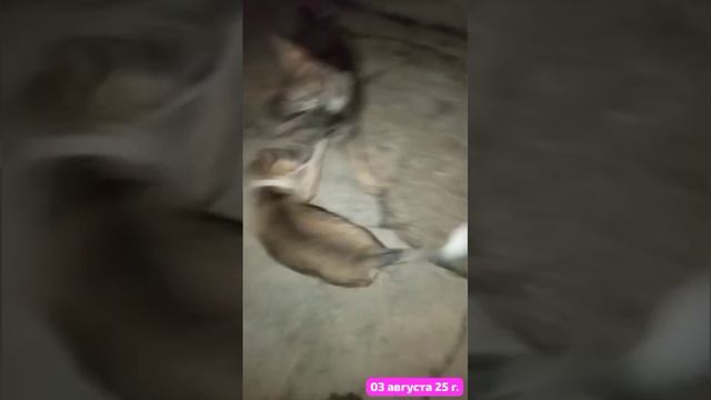 Поездка в клинику☑️возвращение домгй к друзьям с поставленным диагнозом☑️Кукла ещё 3дня в стационаре