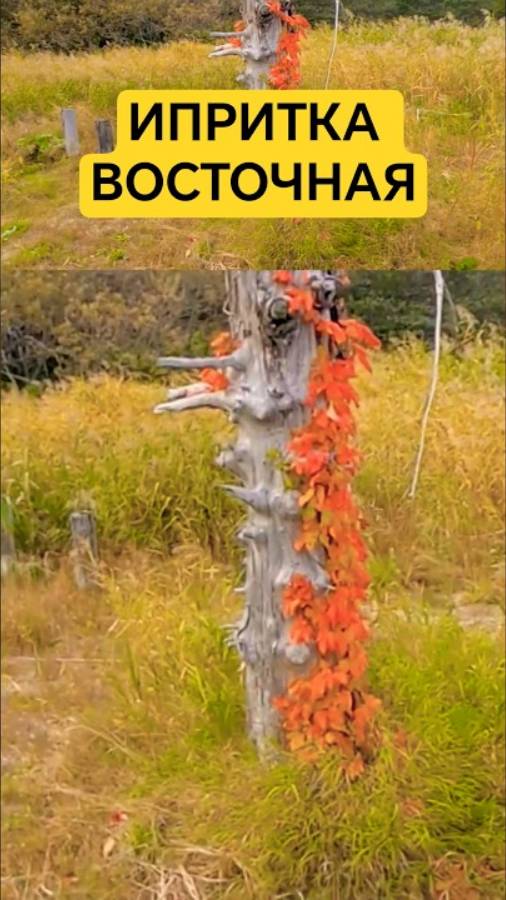 Самое опасное растение на Курилах!