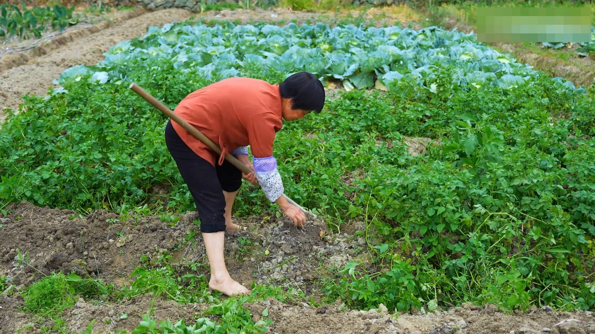 Бабушка из Минху - Одним взмахом лопаты выкопал целую грядку картошки
