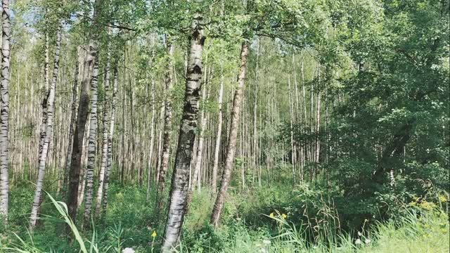 Год за годом