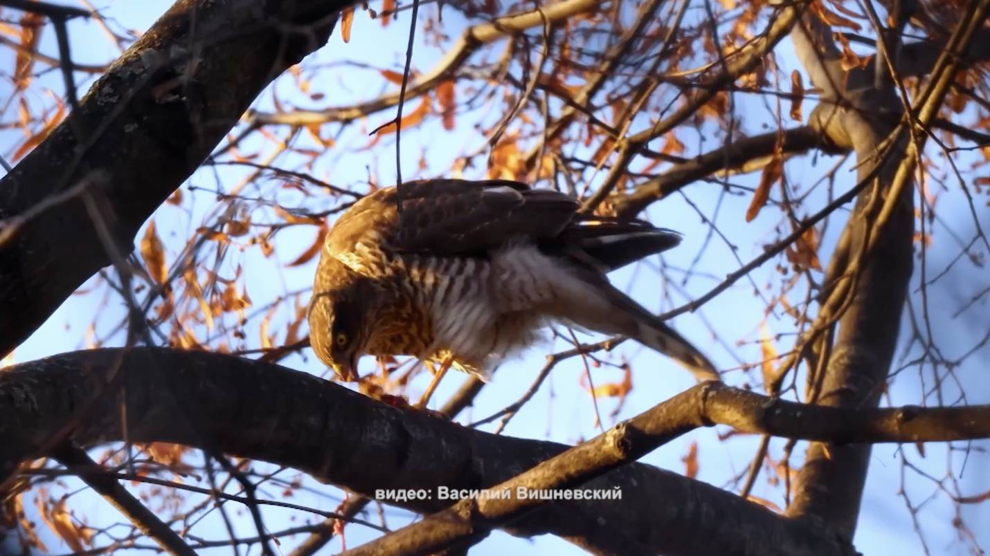 Все в лес: тетеревятник, он же голубятник