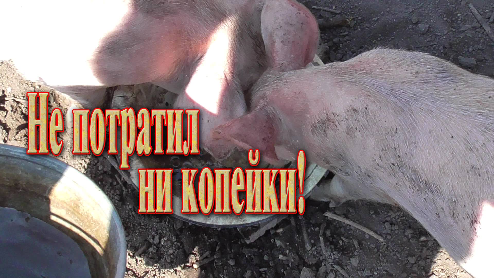 Бюджетная поилка для свиней // Не потратил ни копейки.