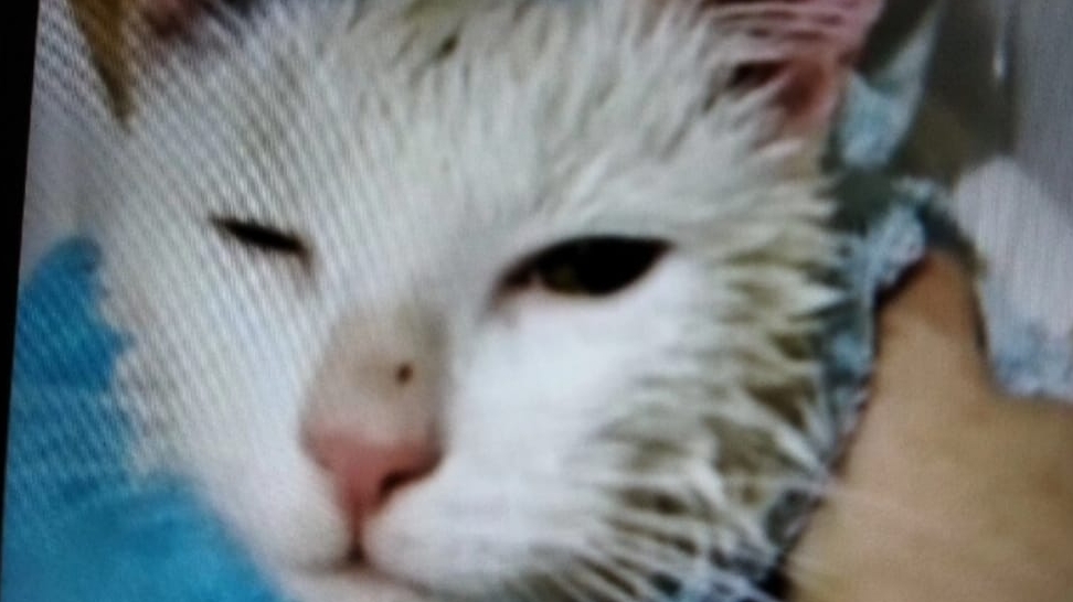 Спасли кота. Знакомтесь - Барс Великолепный!!