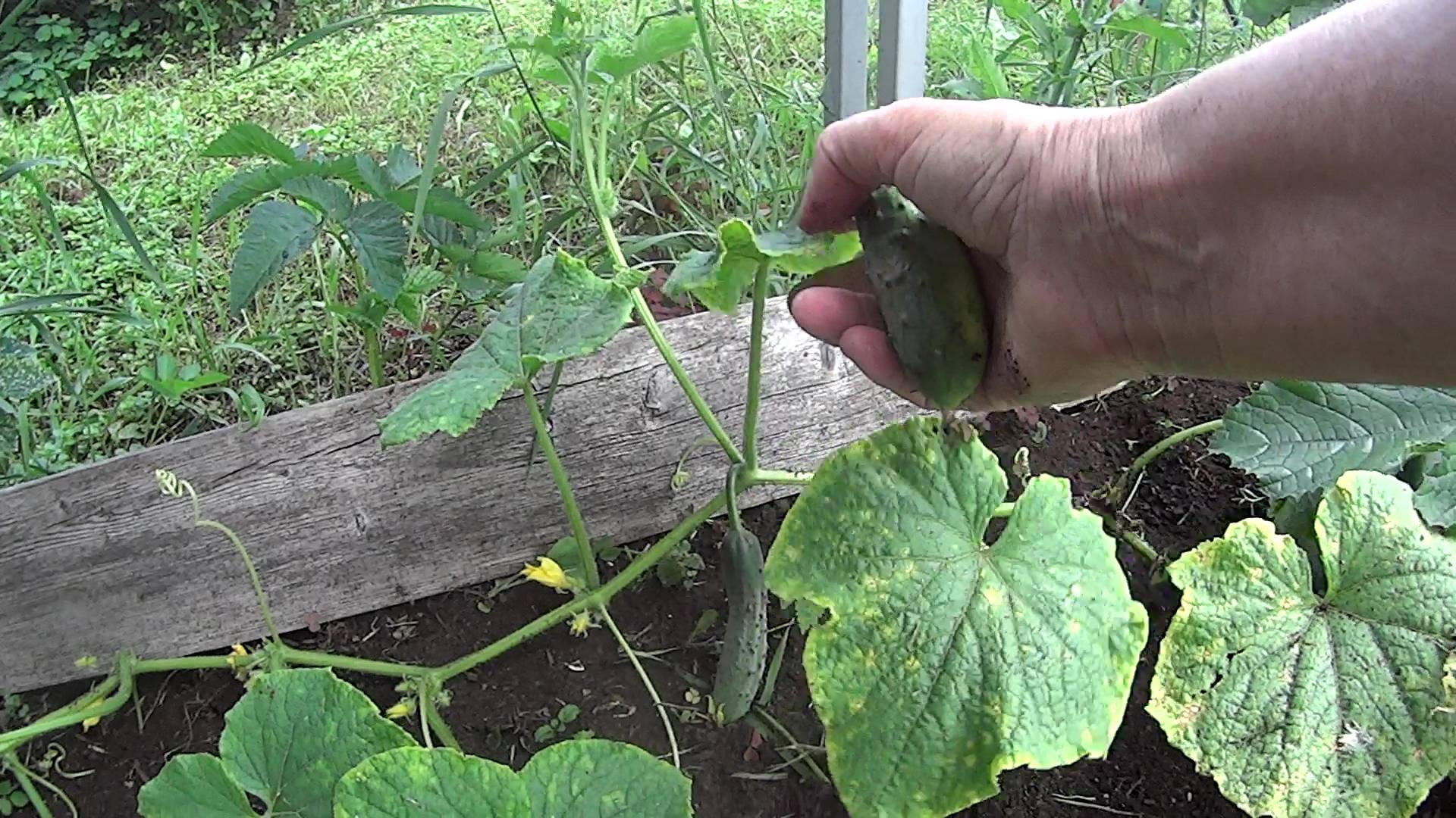 Нежданный урожай Такси выручает Цветы цветочки