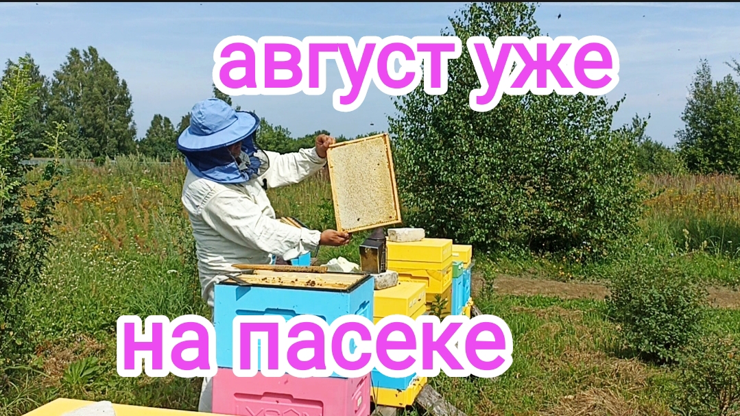 Пчёлы Бакфаст плохо несут мёд. Пчеловодство Владимирской области!