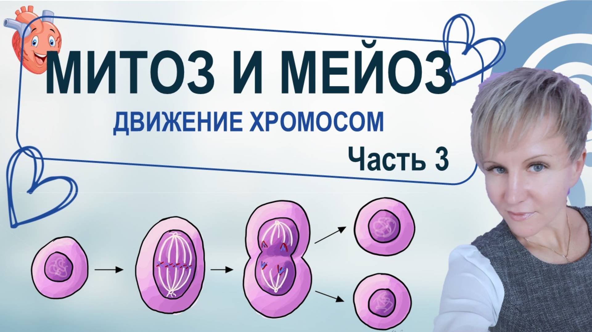 Митоз. Мейоз. Движение хромосом в митозе. ЕГЭ по биологии