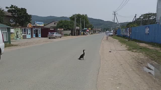 Интересная птичка. Село Андреевка