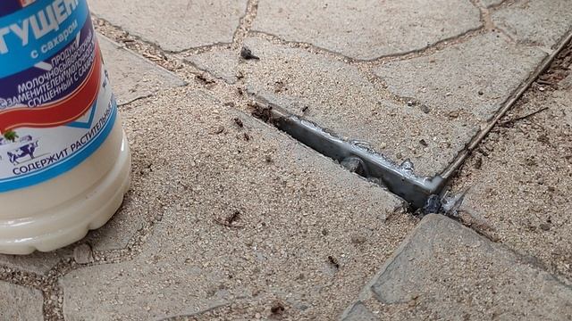 Средство борьбы с муровьями.( лучшее).