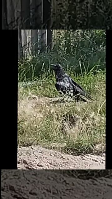 Раненая ворона