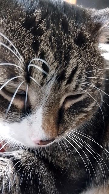 Смотрела с котом передачу