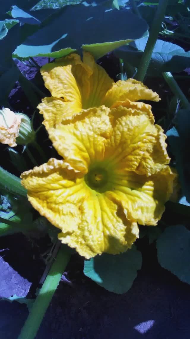 В поисках самого красивого цветка! Даже появился аппетит! #музыка #пианино #релакс #огородныецветы