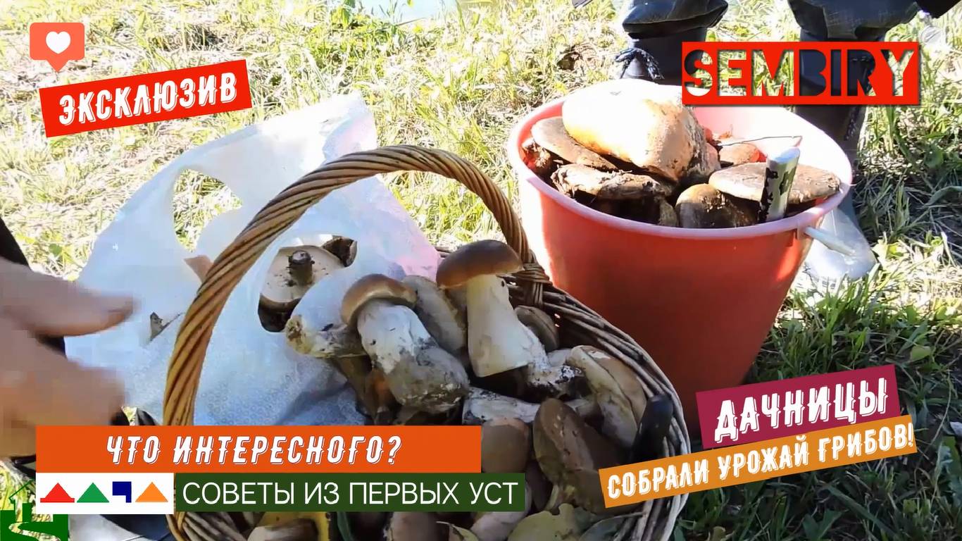 Дачницы собрали грибы в лесу: Советы из первых уст. ДАЧА. Выпуск от 04.08.2025
