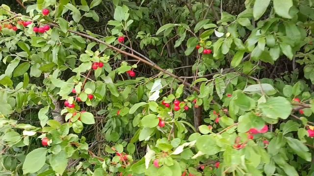 Бешеные крючки. Июль-август. Планы ✨🍀🎈