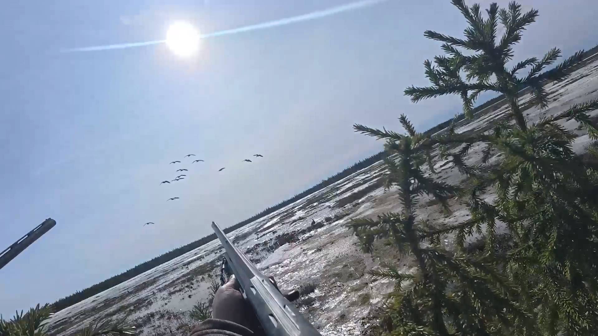 Ждем гуся на болоте. Охота на гуся