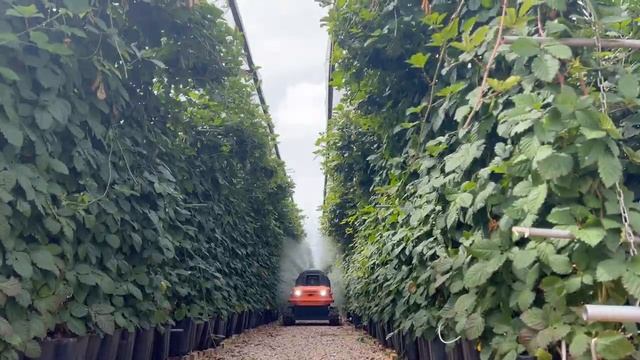 Робот опрыскиватель в открытых теплицах