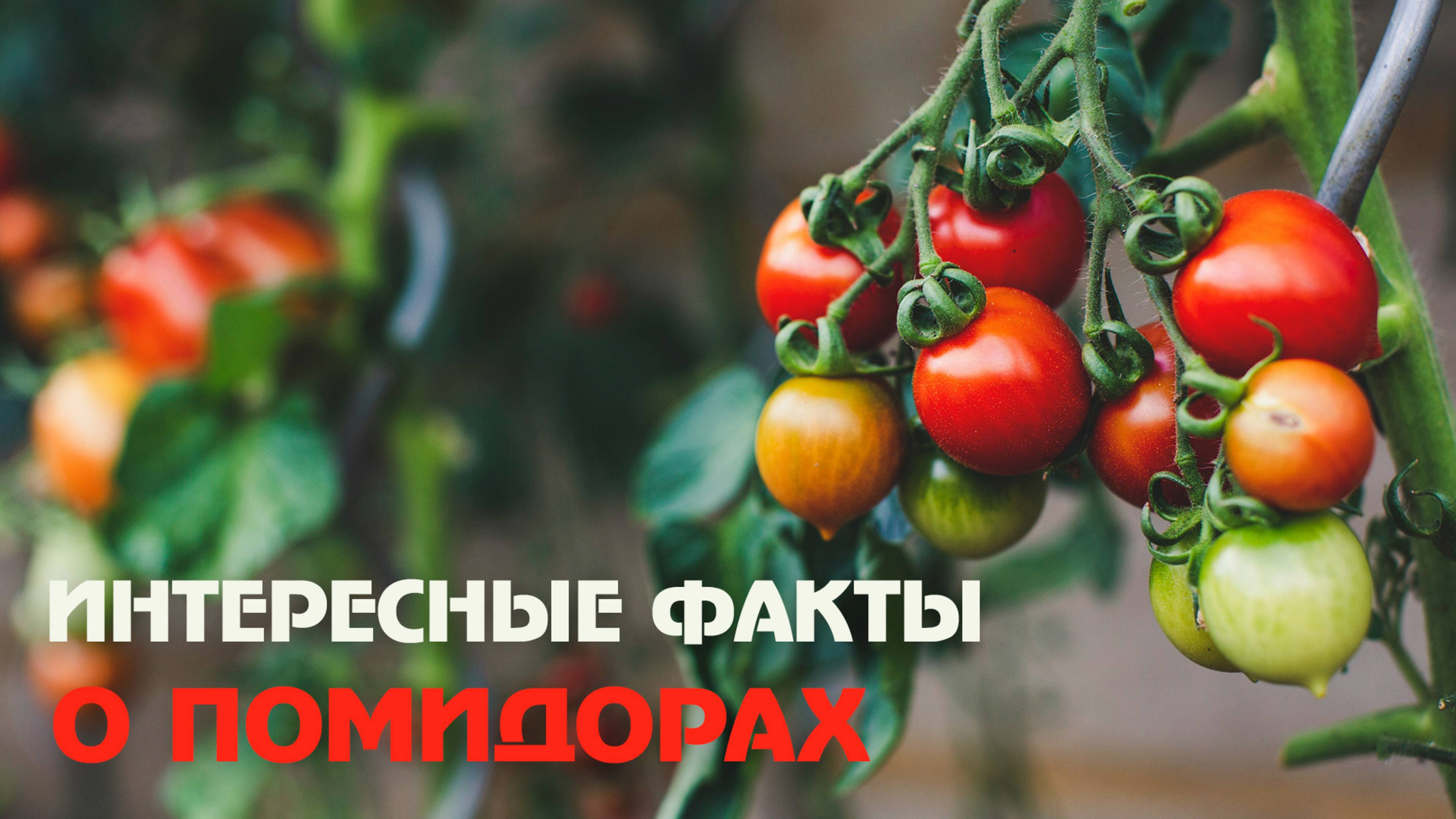 Помидоры: удивительные факты, которые заставят вас взглянуть на них по-новому!