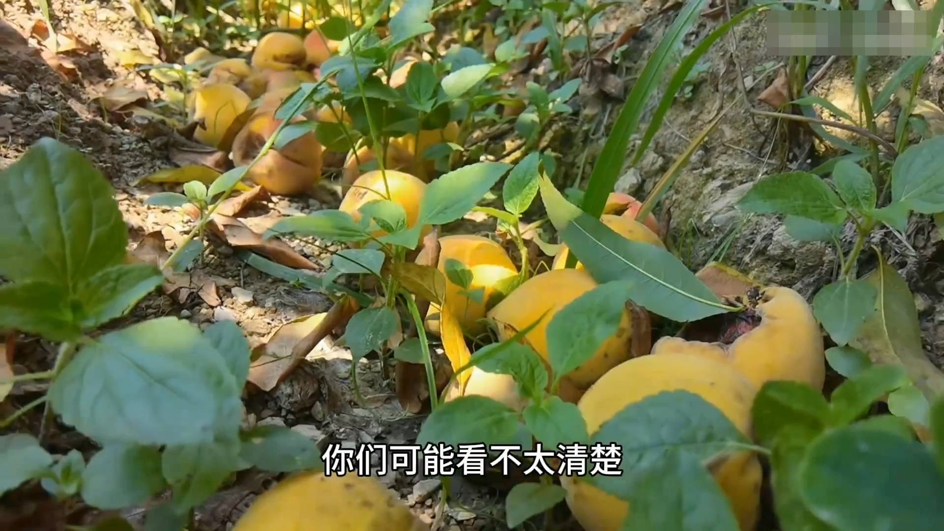 Сянъе Ёко - Желтые персики, посаженные в землю 5 лет назад, дали огромный урожай