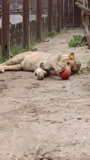 В мире животных .  Выпуск 22