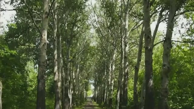 Аллеи в Новосибирском дендропарке.