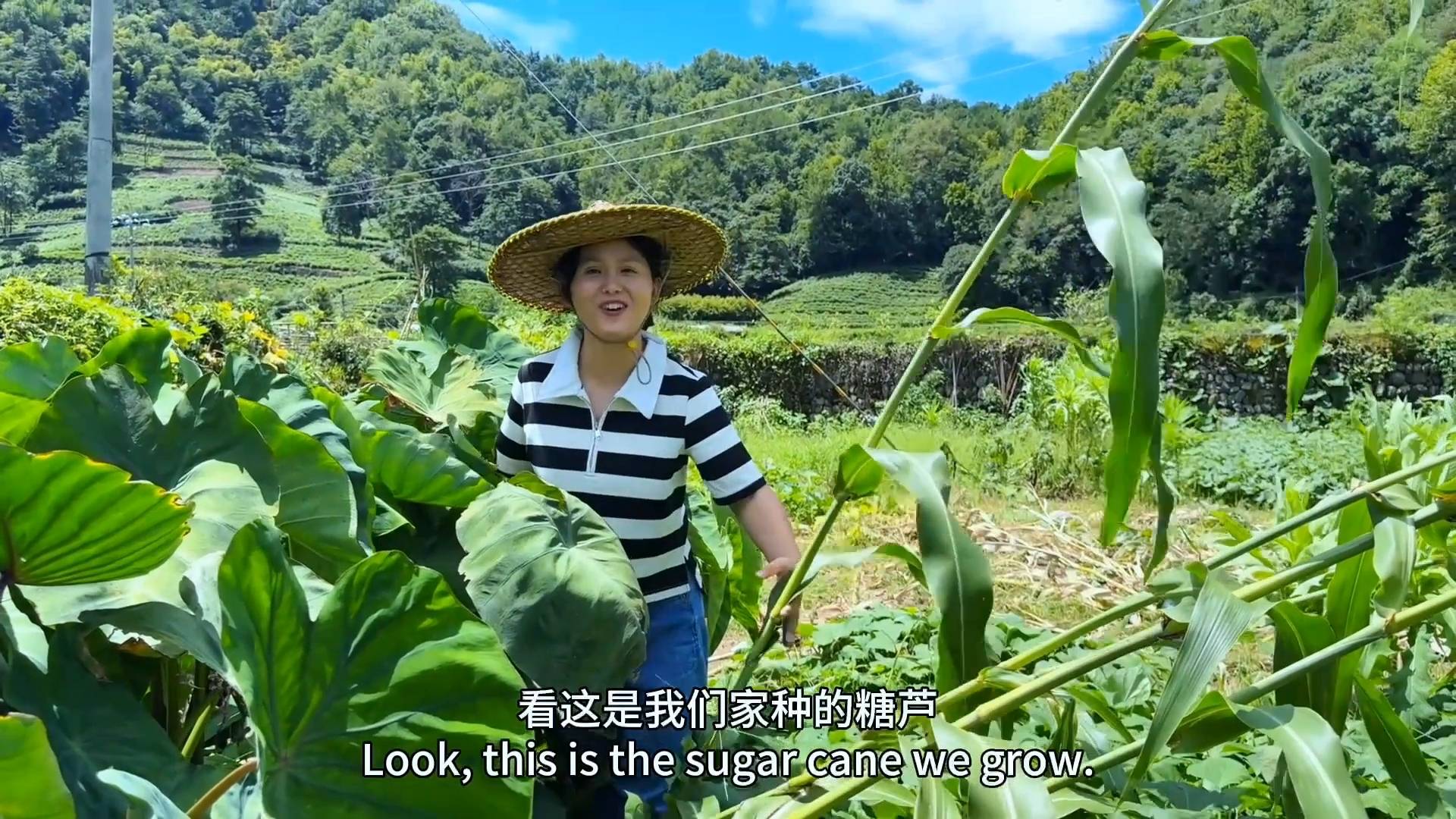 Сяо Ли - Это выглядит как сахарный тростник, но слаще и хрустящее, чем сахарный тростник.