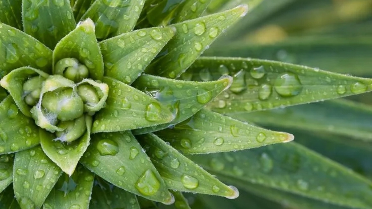 Играю в сад в роблокс