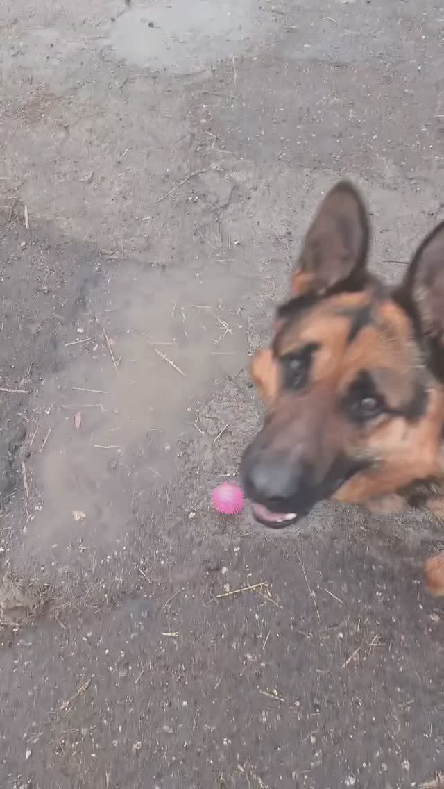 Ганс бросай!