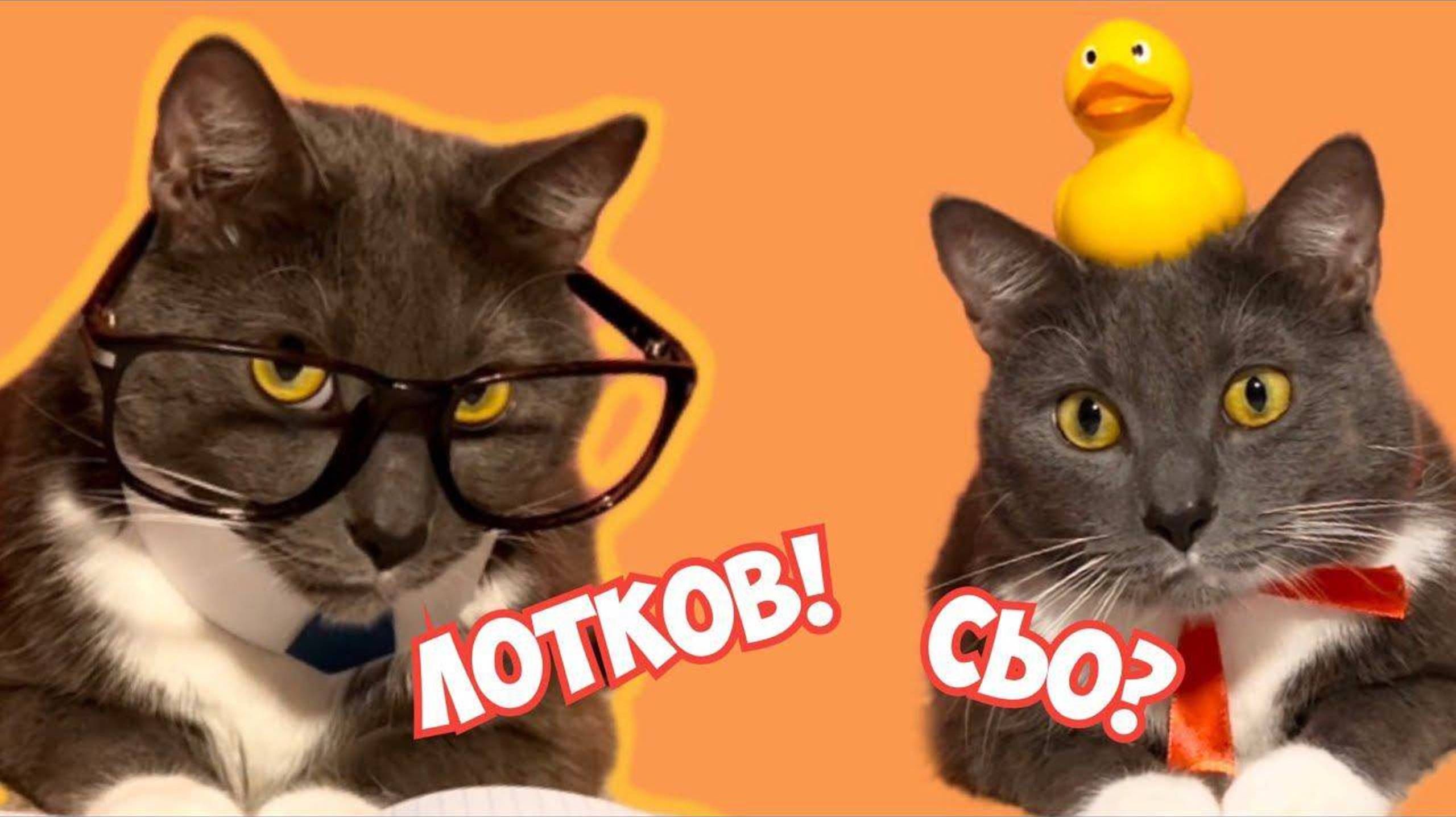 Котики в школе, 1 серия. Канал Кинокомедия