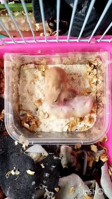 Хомякам 17 дней