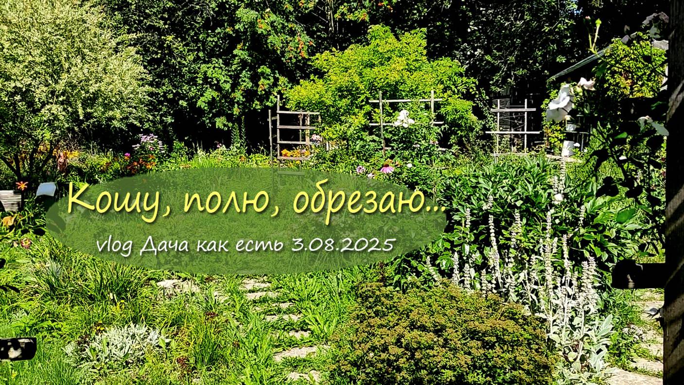 Обрезка спиреи японской, сочетания лилейников, что растет в цветнике / vlog дача как есть 3.08.2025