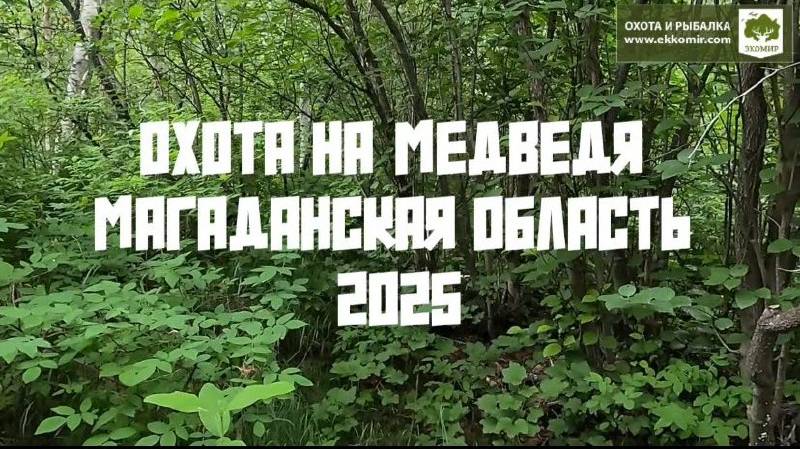 Охота на медведя с лайками от первого лица. Магаданская область. +18