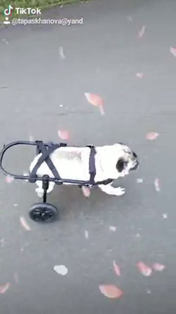 video5332741040933711085