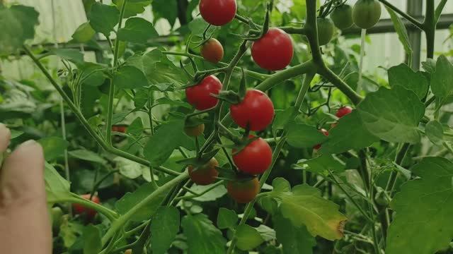 БОЛЬШОЙ ОБЗОР СОРТОВ ПОМИДОРОВ/ТОМАТОВ С ТЕПЛИЦЕ! РАЗОЧАРОВАНИЕ ОТ НЕКОТОРЫХ СОРТОВ ТОМАТОВ #томаты