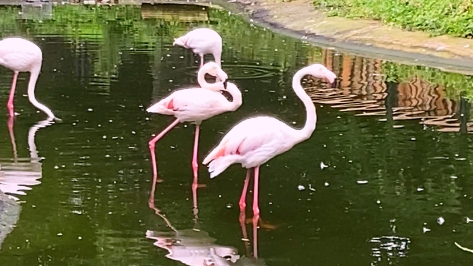 Сурикаты, Фламинго и черный лебедь в Калининградском зоопарке