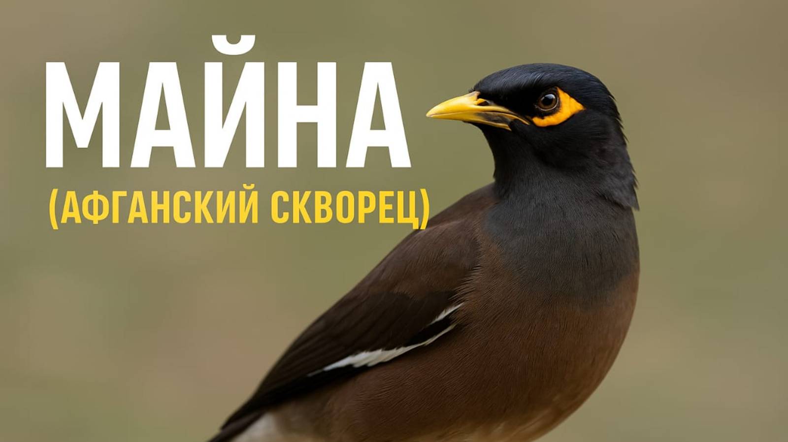 Майна, афганский скворец