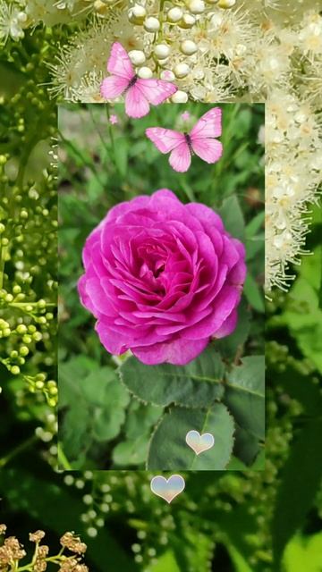 Цветочное царство