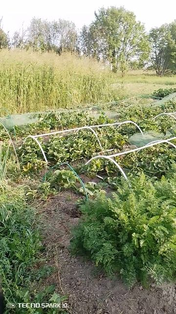 Краткий обзор .mp4