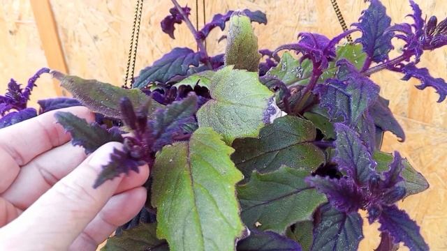 Со второго по пятое.