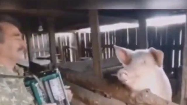 Свинья и баян