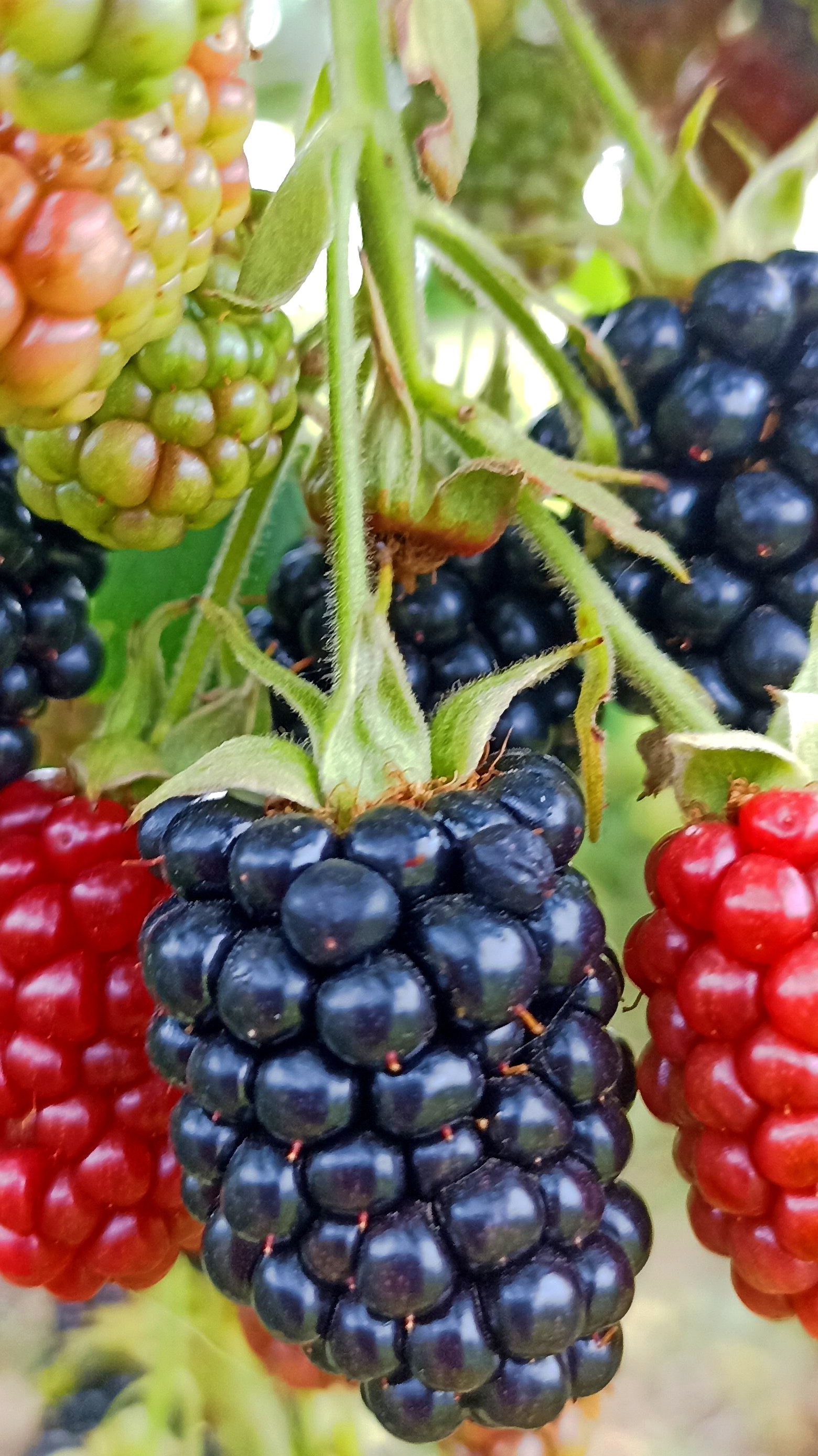 Ежевика Блэк сатин